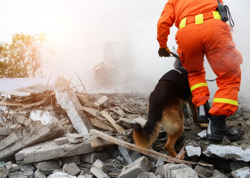 Rescue dogs: four-legged heroes