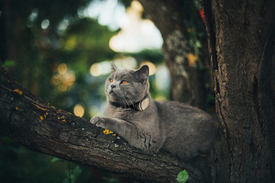 How to find a missing cat (and prevent it from escaping)?