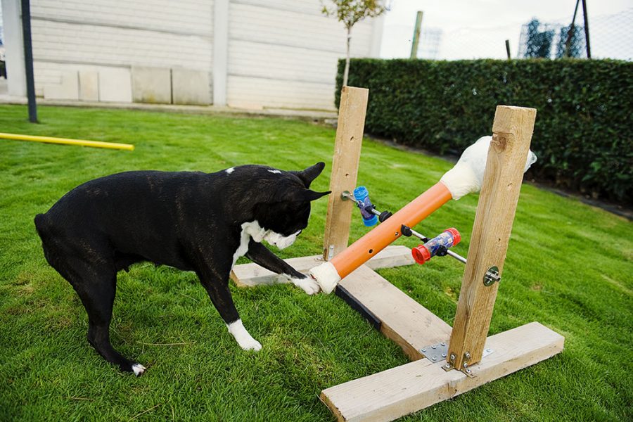Problem solving for dogs? Find problem solving games