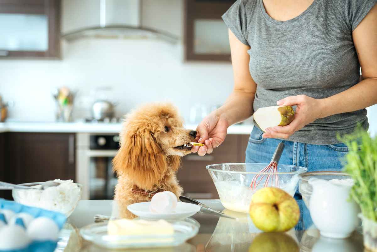 ¿Qué le podemos cocinar a nuestro perro?