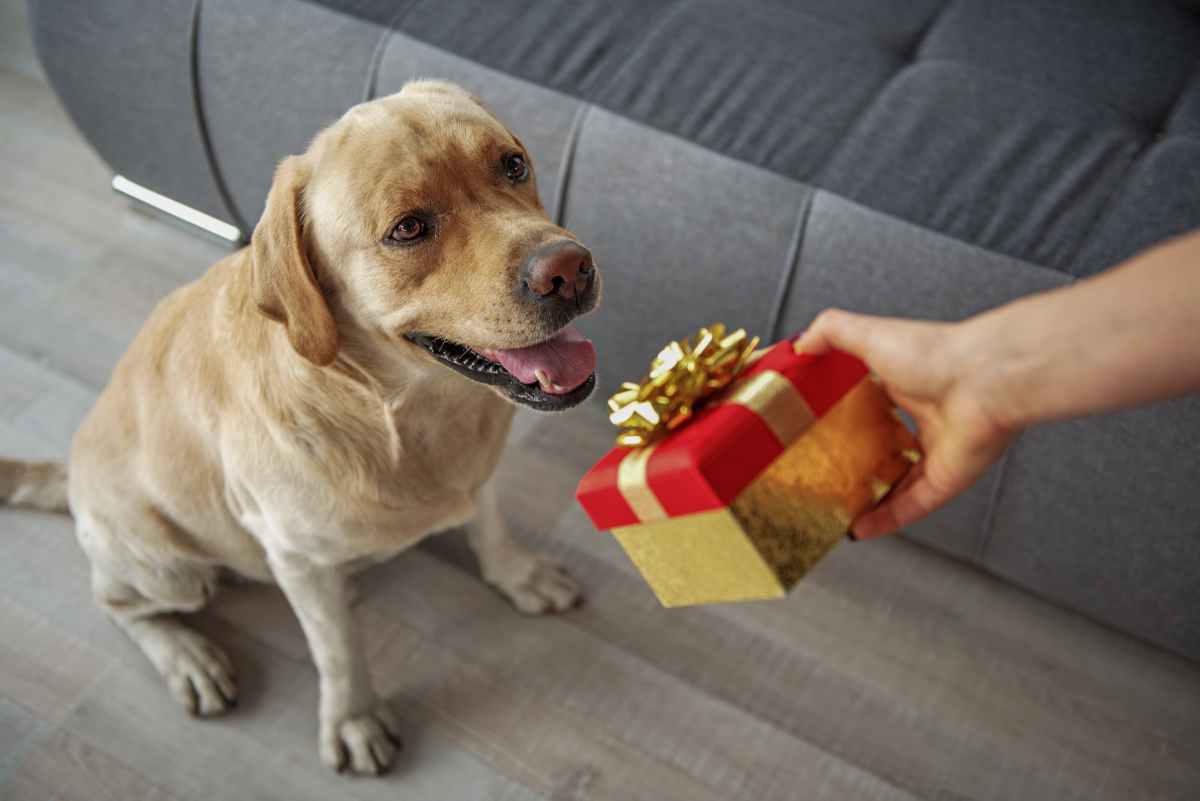 ¡Feliz cumpleaños Rocky! Cómo hacerle a nuestro perro el regalos de ...