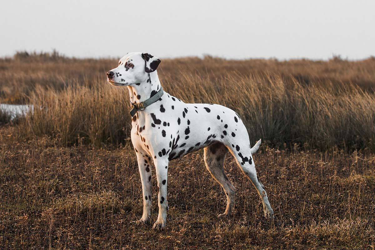 Los perros más bonitos del mundo
