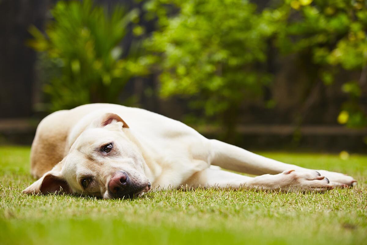 El perro tiene diarrea, ¿qué debo hacer?