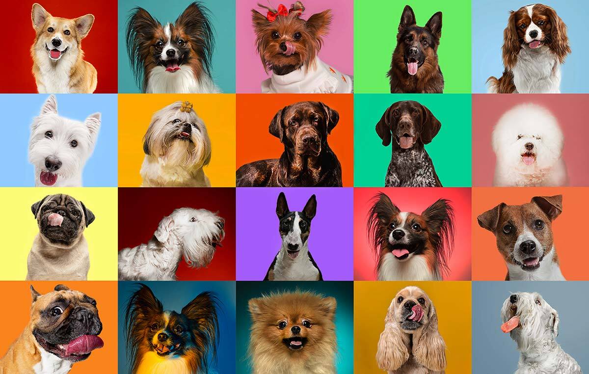 What dog breed are you?