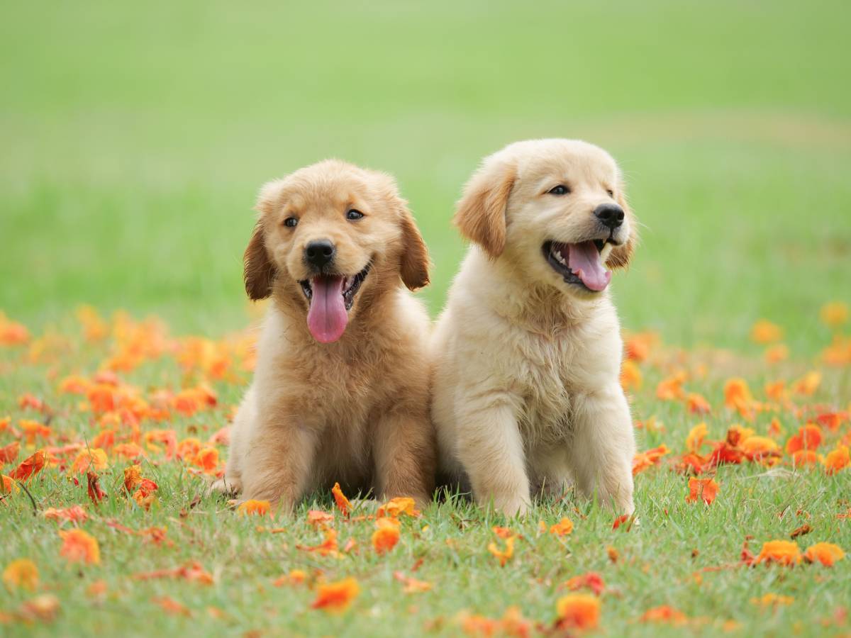 Golden Retriever - cachorro