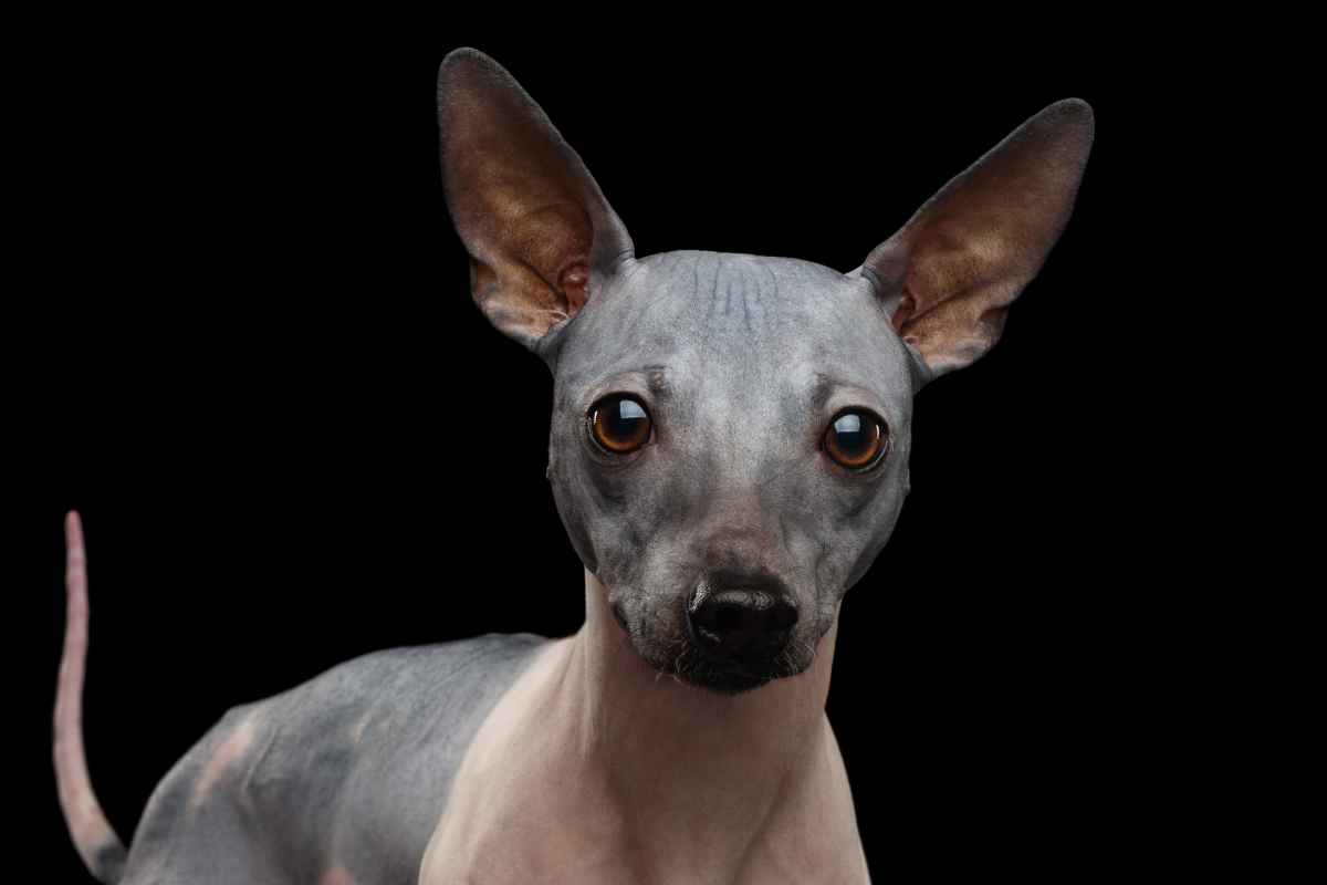 Razza di cane senza pelo