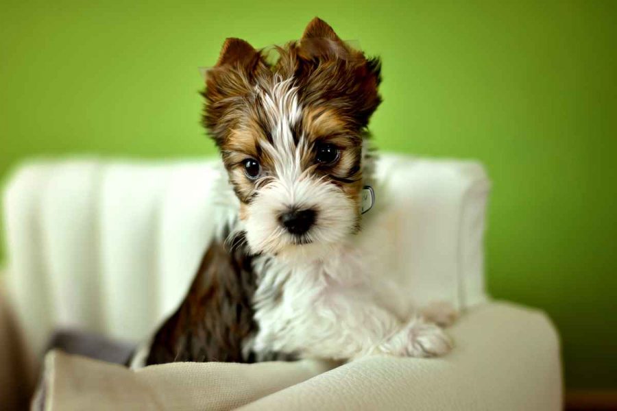 Kippy Blog - Blog on training, feeding, dog, cat, news, breeds... by Kippy