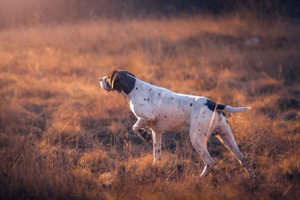 Amazon GPS for hunting dogs