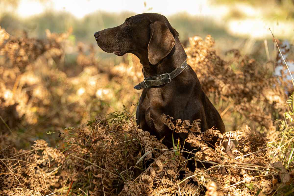Amazon hunting dog GPS