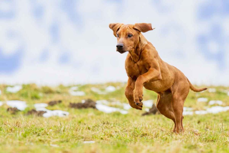 Kippy Blog - Blog on training, feeding, dog, cat, news, breeds... by Kippy