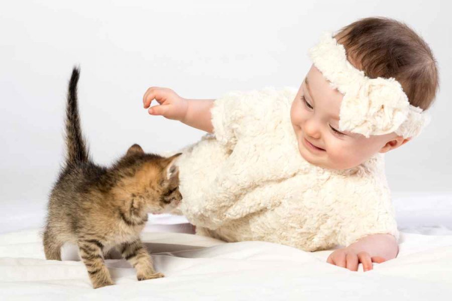Chat et enfant, les secrets d'une cohabitation réussie - Kippy Blog