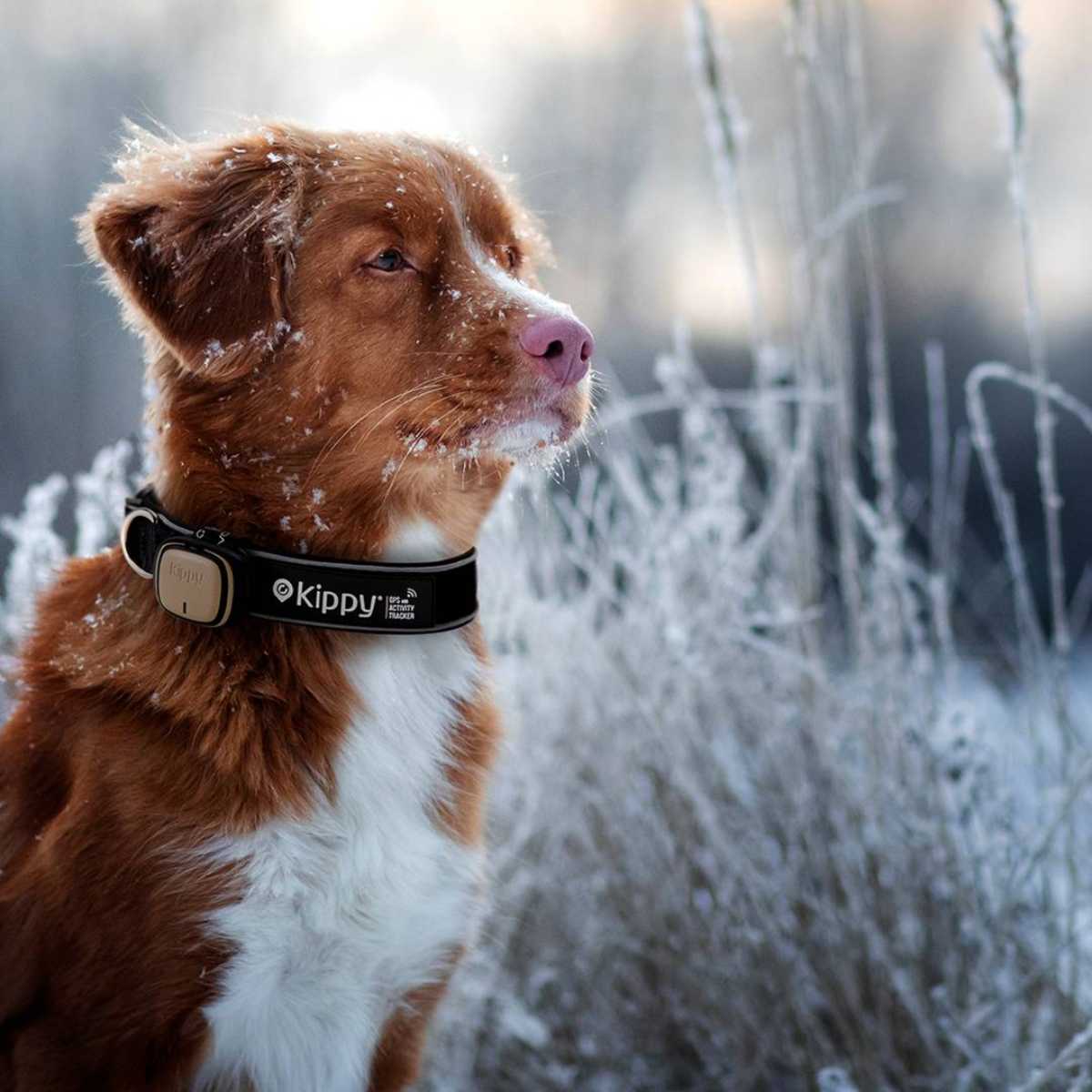 Colliers pour chiens : lequel choisir ? Guide des modèles et conseils d ...