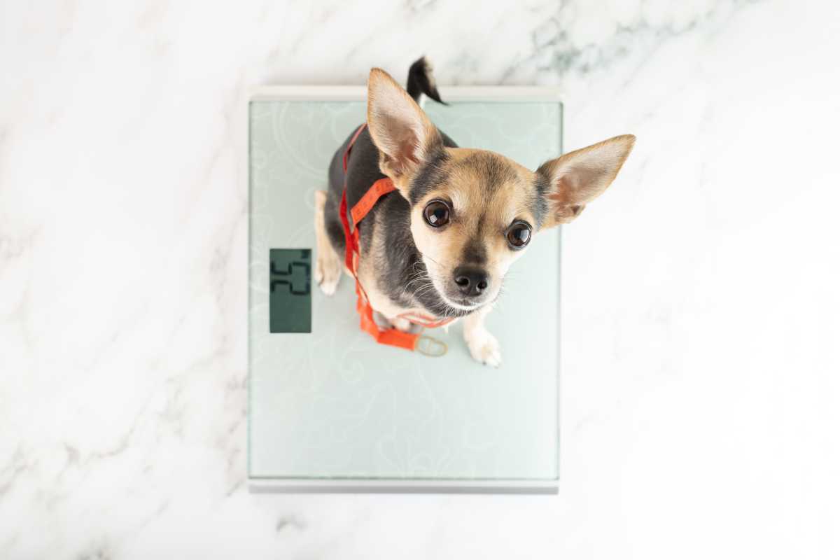Come monitorare la salute del cane: suggerimenti e consigli utili