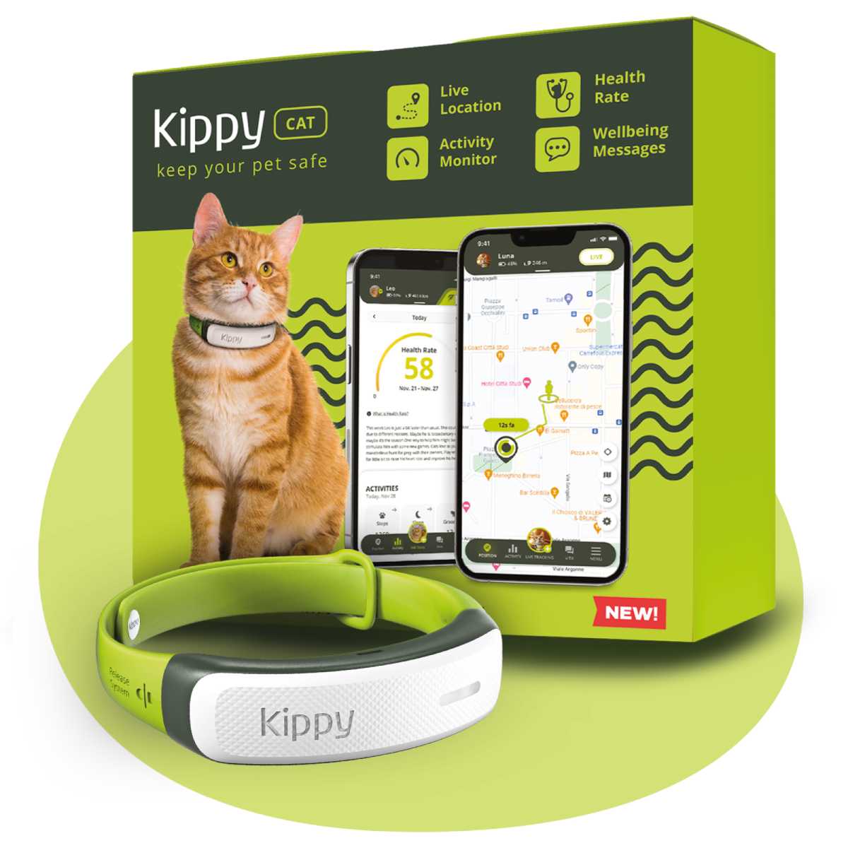 Come rintracciare il gatto: come ritrovarlo ed evitare di smarrirlo